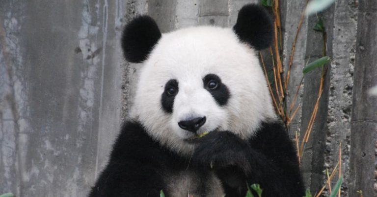 How to use the PDA PANDA Support Strategies | Support Essentials